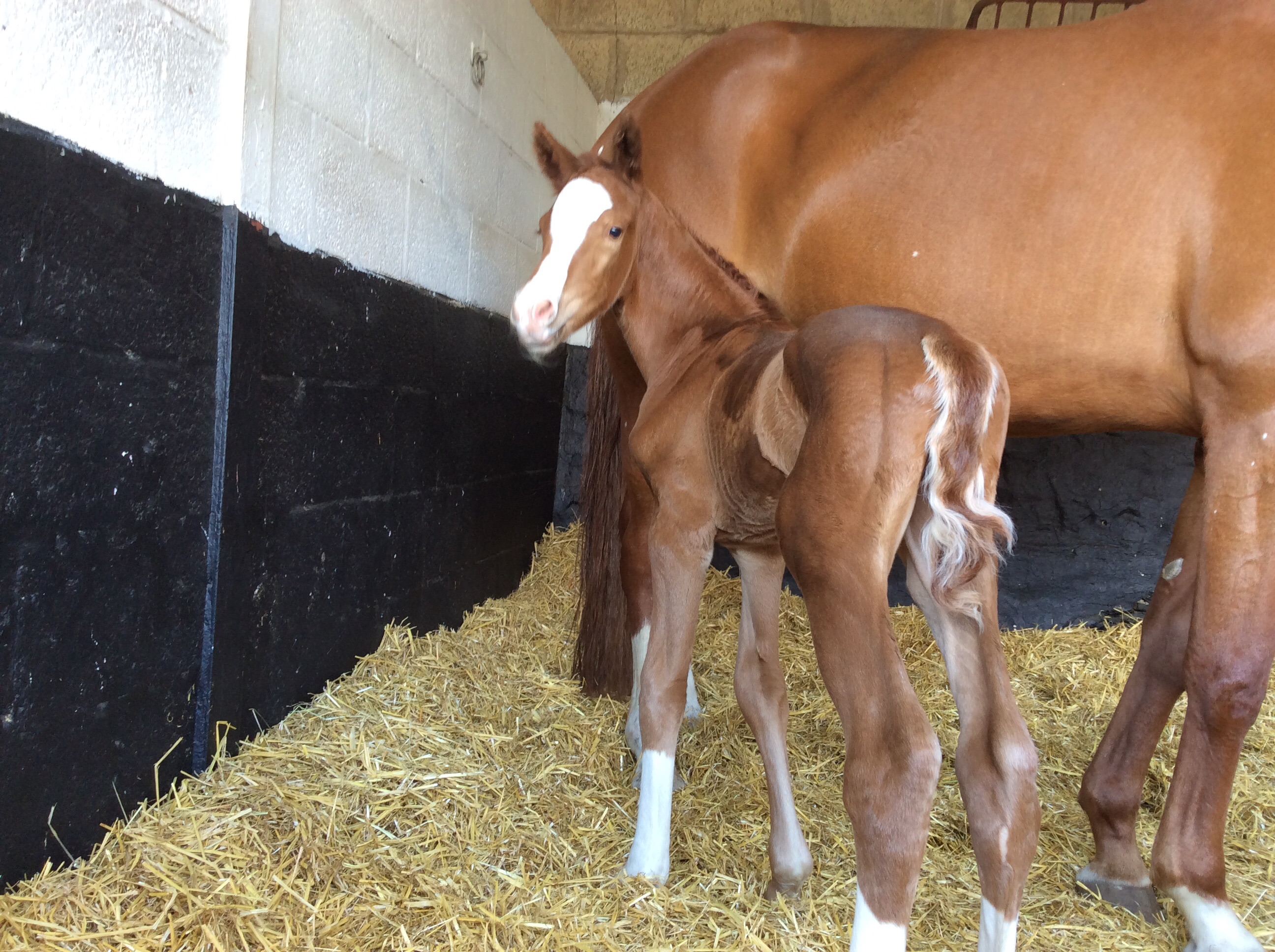 22 April Latona gives us a stunning colt foal by Floriscount - Armada Stud