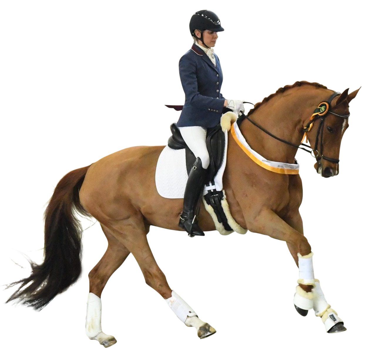 Armada Stud Dressage Horses For Sale | Livery | Retirement Livery